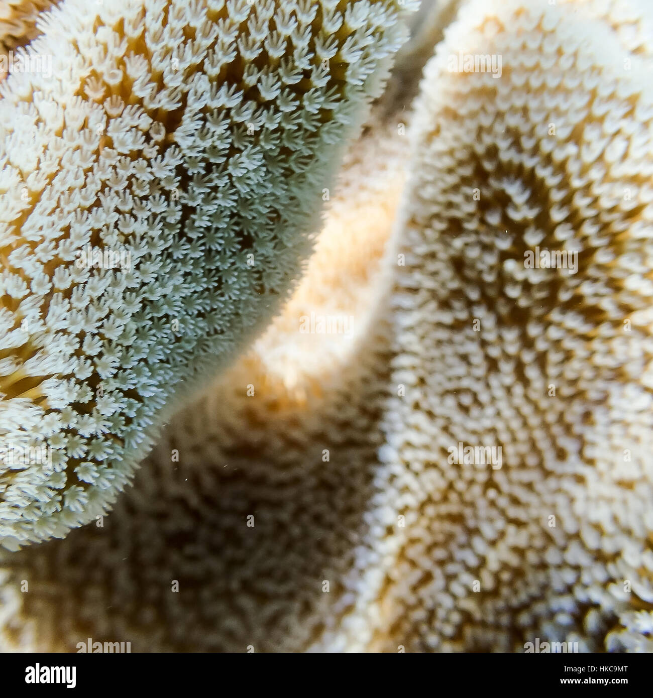 Coral polyps great barrier reef hi-res stock photography and images - Alamy
