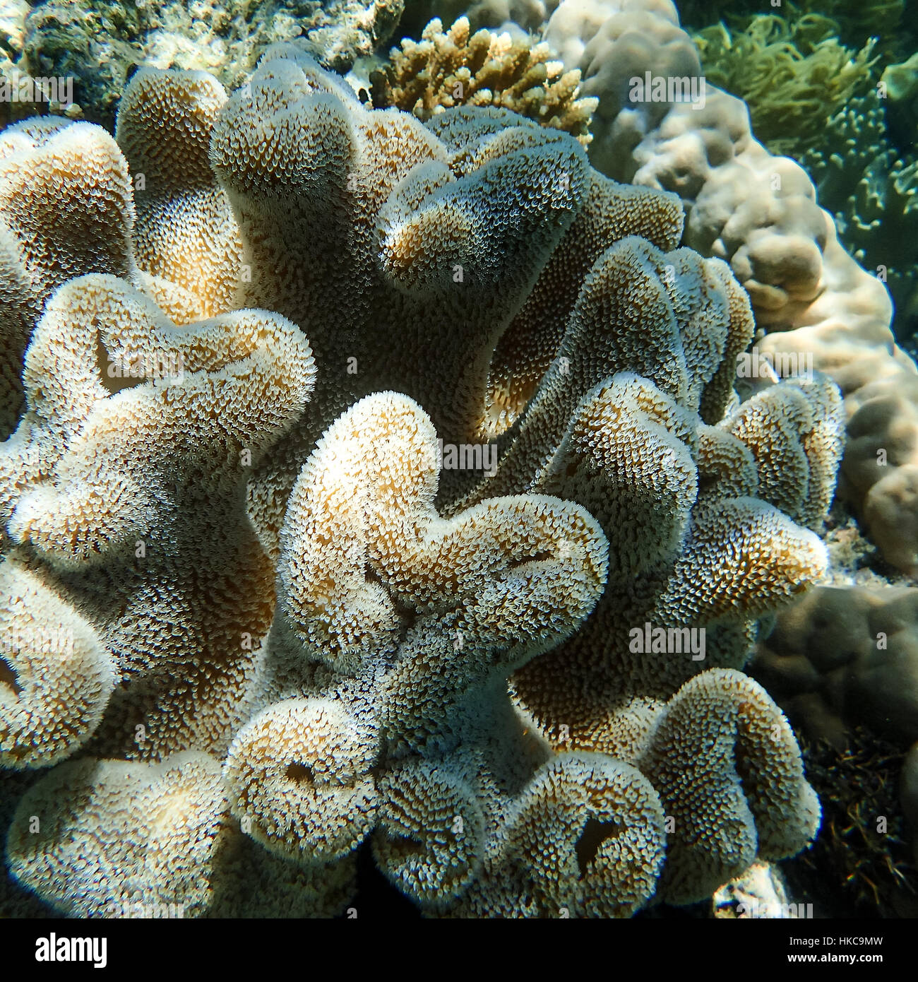 Toadstool coral reef hi-res stock photography and images - Alamy