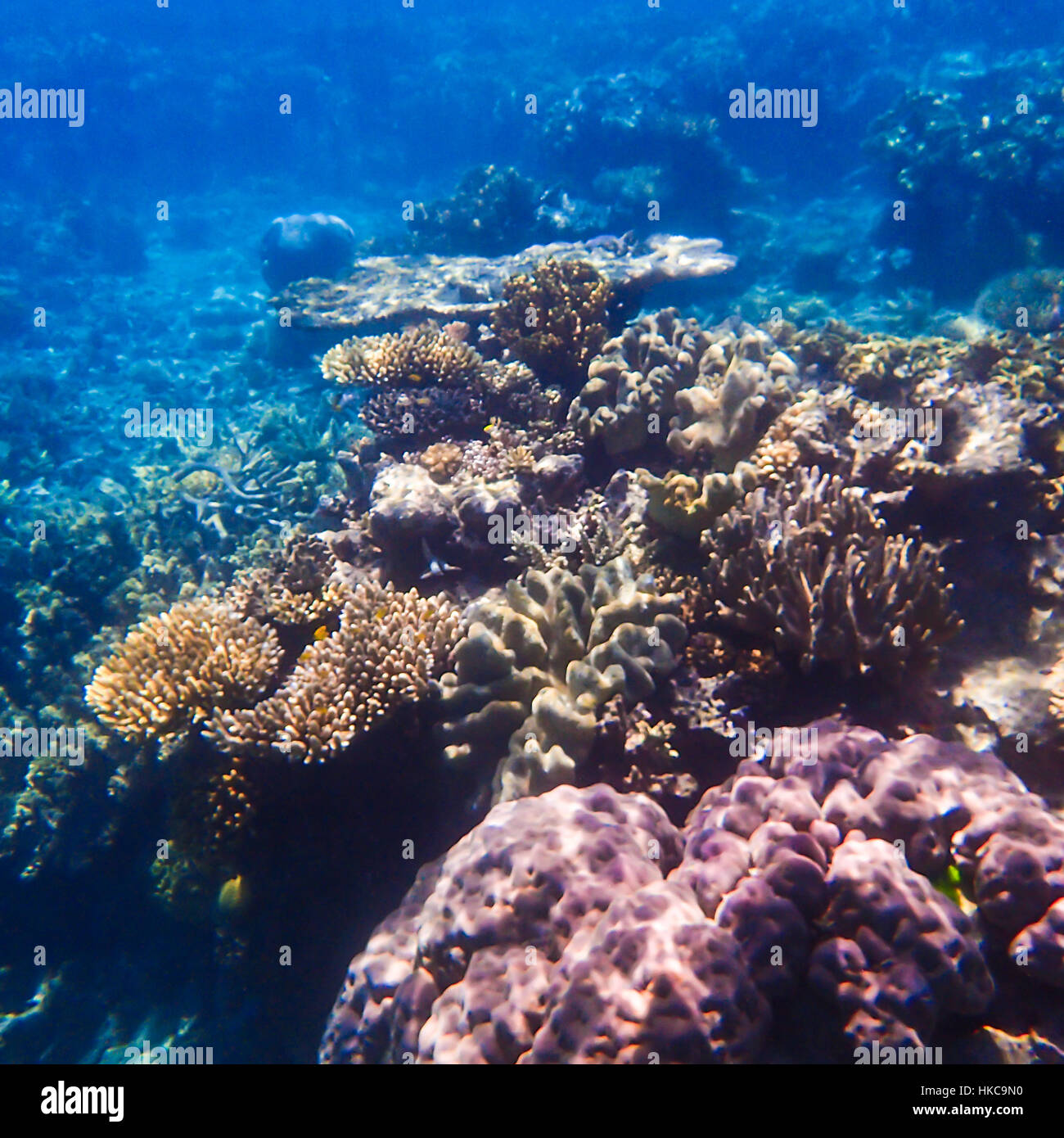 Coral growing underwater at the Great Barrier Reef in Australia Stock ...