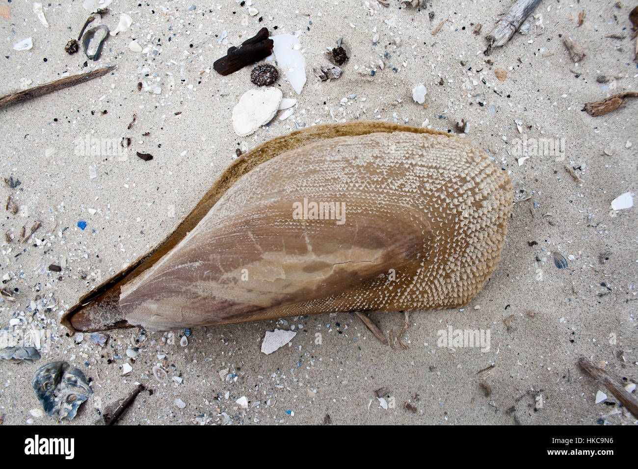 An empty large brown pen shell clam washed up on a beach at the Gulf of ...
