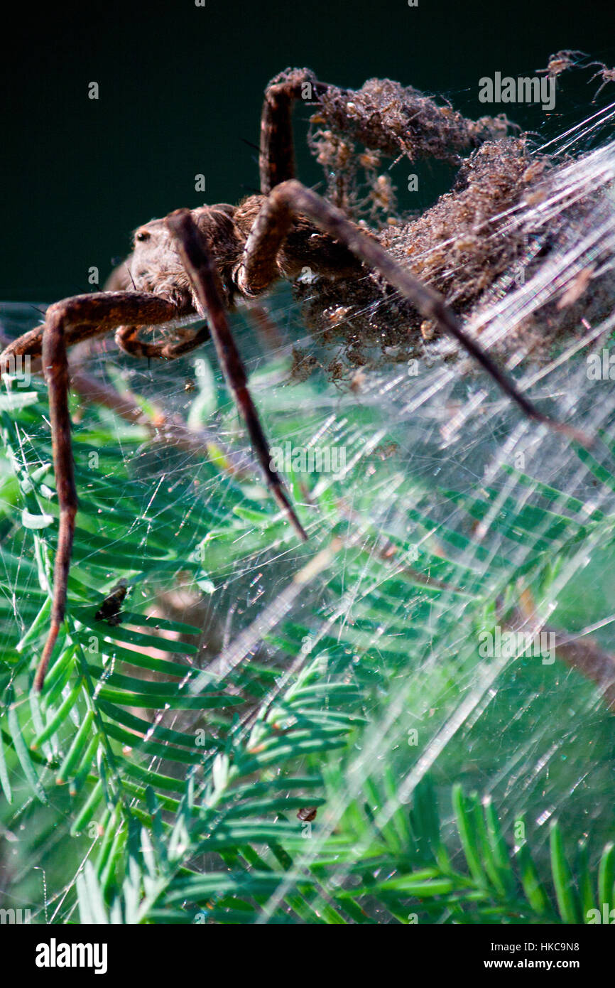 A large female fishing spider with her baby spiders in a web Stock ...