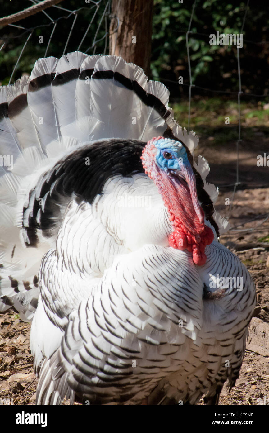 Royal palm turkey hi-res stock photography and images - Alamy
