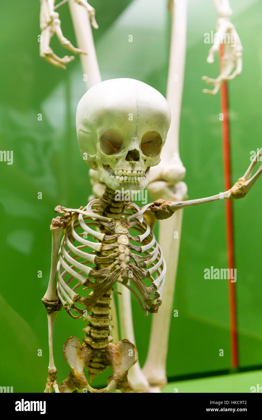 Anatomy body museum hi-res stock photography and images - Alamy