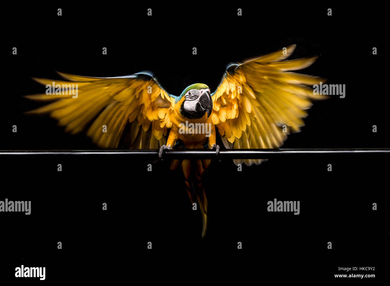 The real macaw hi-res stock photography and images - Alamy