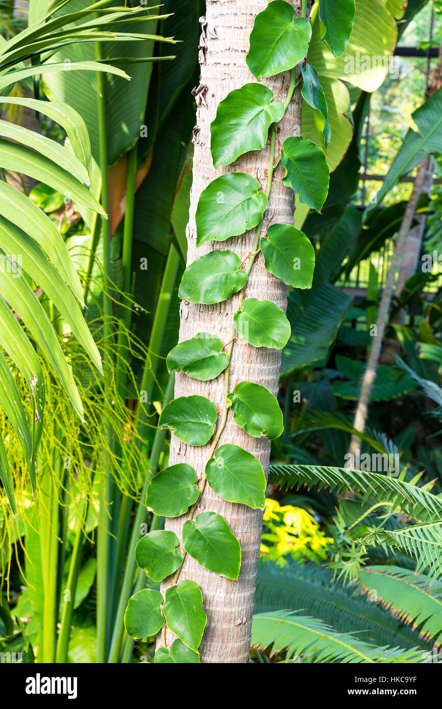 Tree trunk entwined with green plant Stock Photo - Alamy