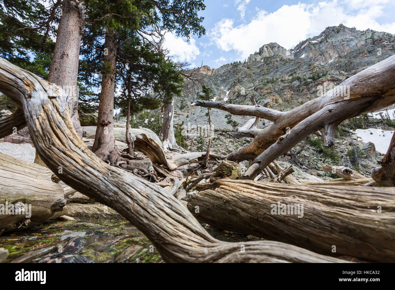 Dry dead trees in forest Stock Photo - Alamy