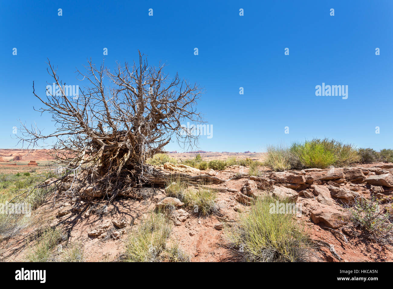 Dry bush in desert valley Stock Photo - Alamy