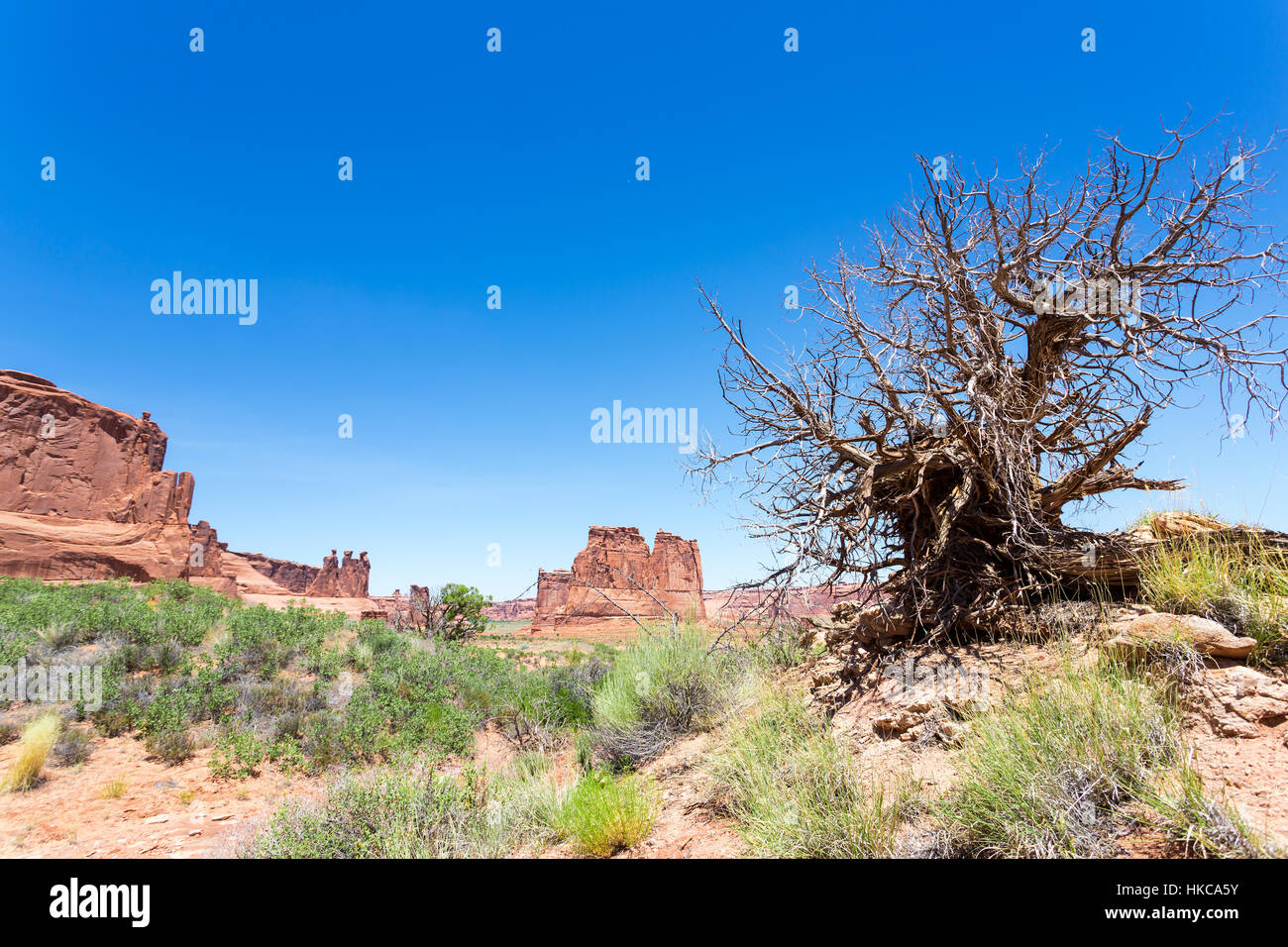 Dry bush in desert valley Stock Photo - Alamy