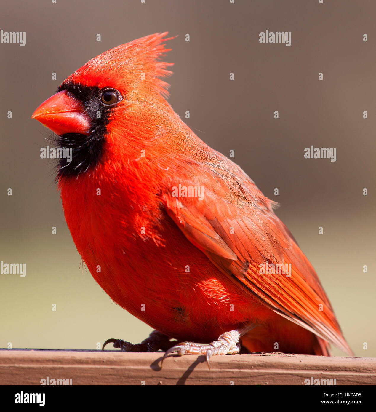Bright red cardinal standing on a plank that is brown Stock Photo - Alamy