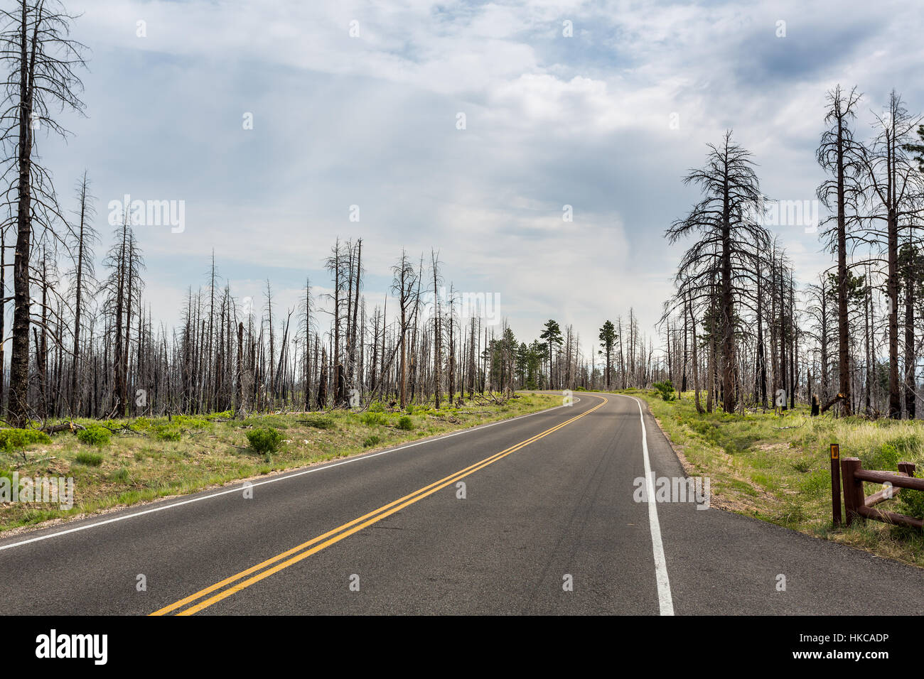 Asphalt road through deadwood Stock Photo - Alamy