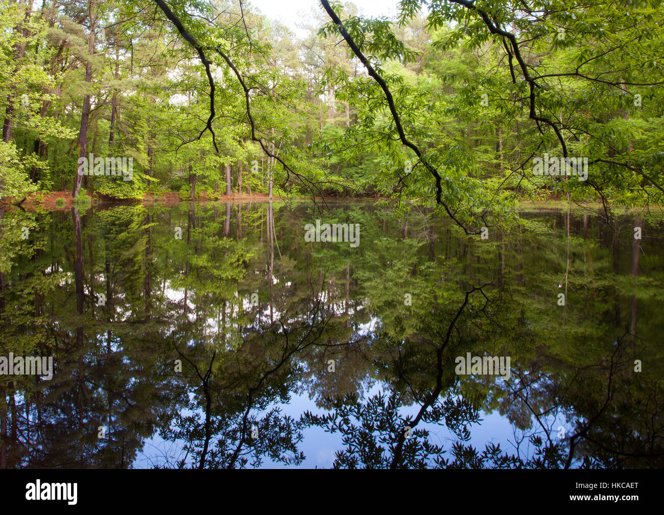 Small pond that is reflecting the thick forest around Stock Photo - Alamy