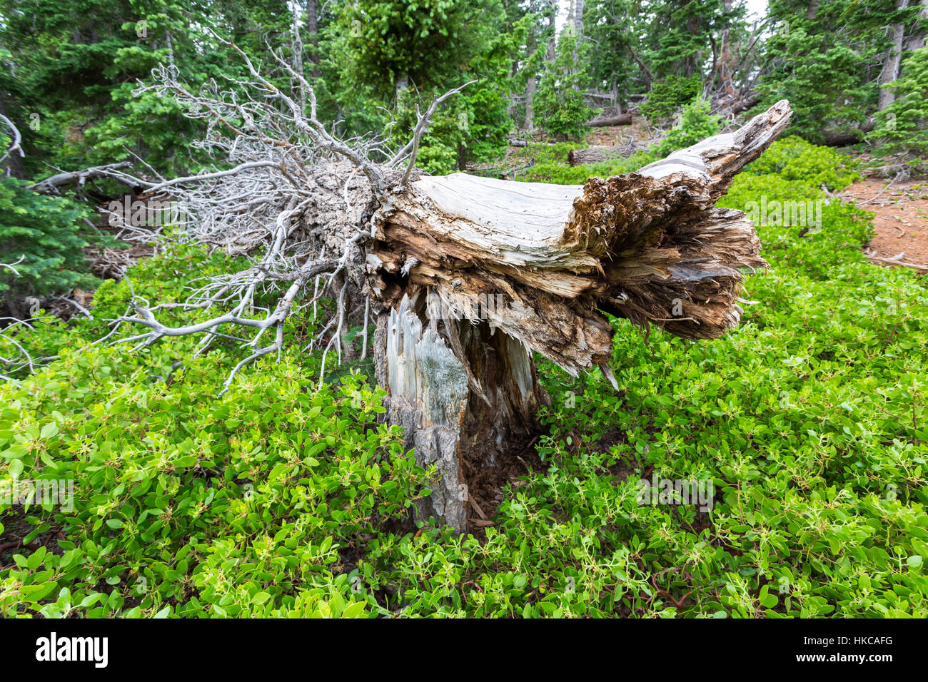 Dry tree in the forest Stock Photo - Alamy