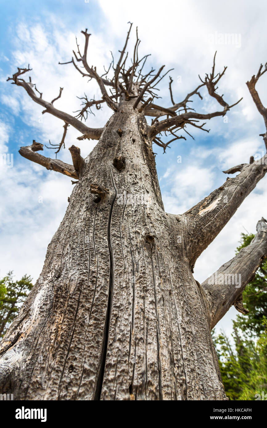 Moss bottom tree hi-res stock photography and images - Alamy