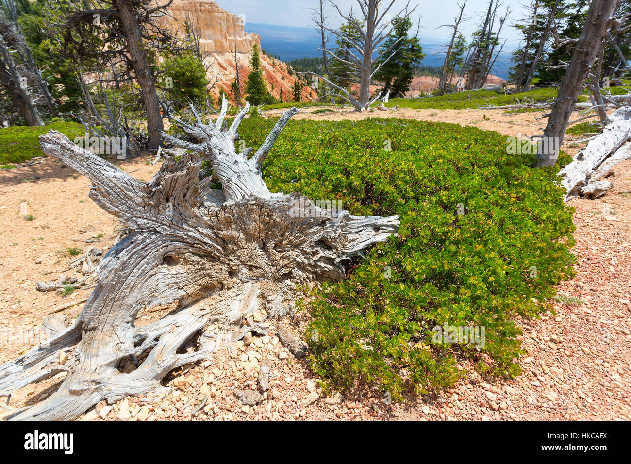 Mouldering dry tree against rocky mountains Stock Photo - Alamy