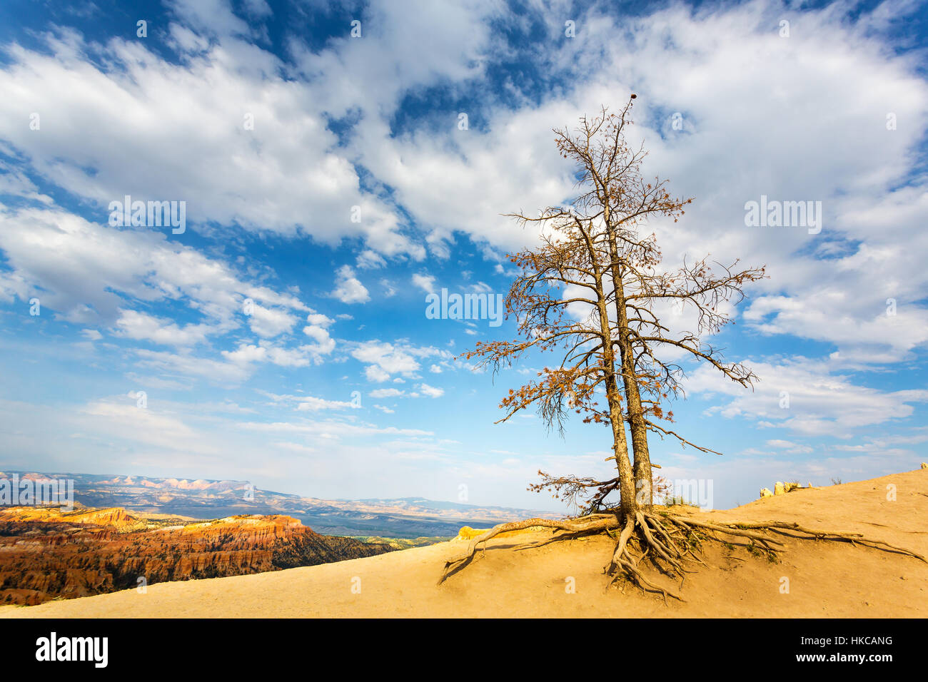 Wildlife nature landscape with dry tree Stock Photo - Alamy