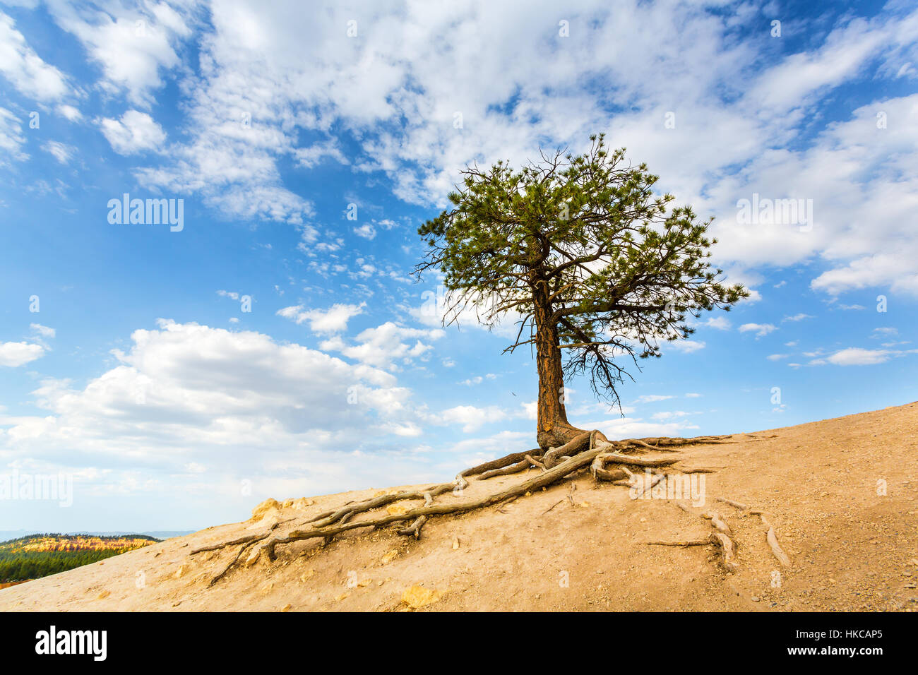 Wildlife nature landscape with dry tree Stock Photo - Alamy
