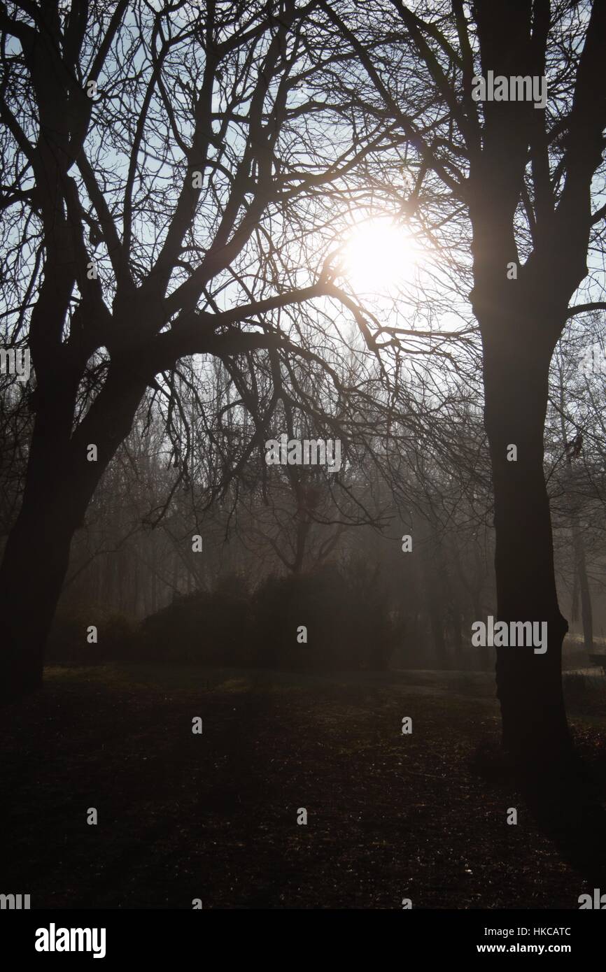 Morning winter sun through trees Stock Photo - Alamy