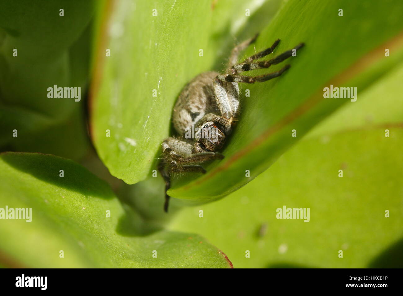 Huntsman spider hiding in Kalanchoe succulent plant Stock Photo - Alamy