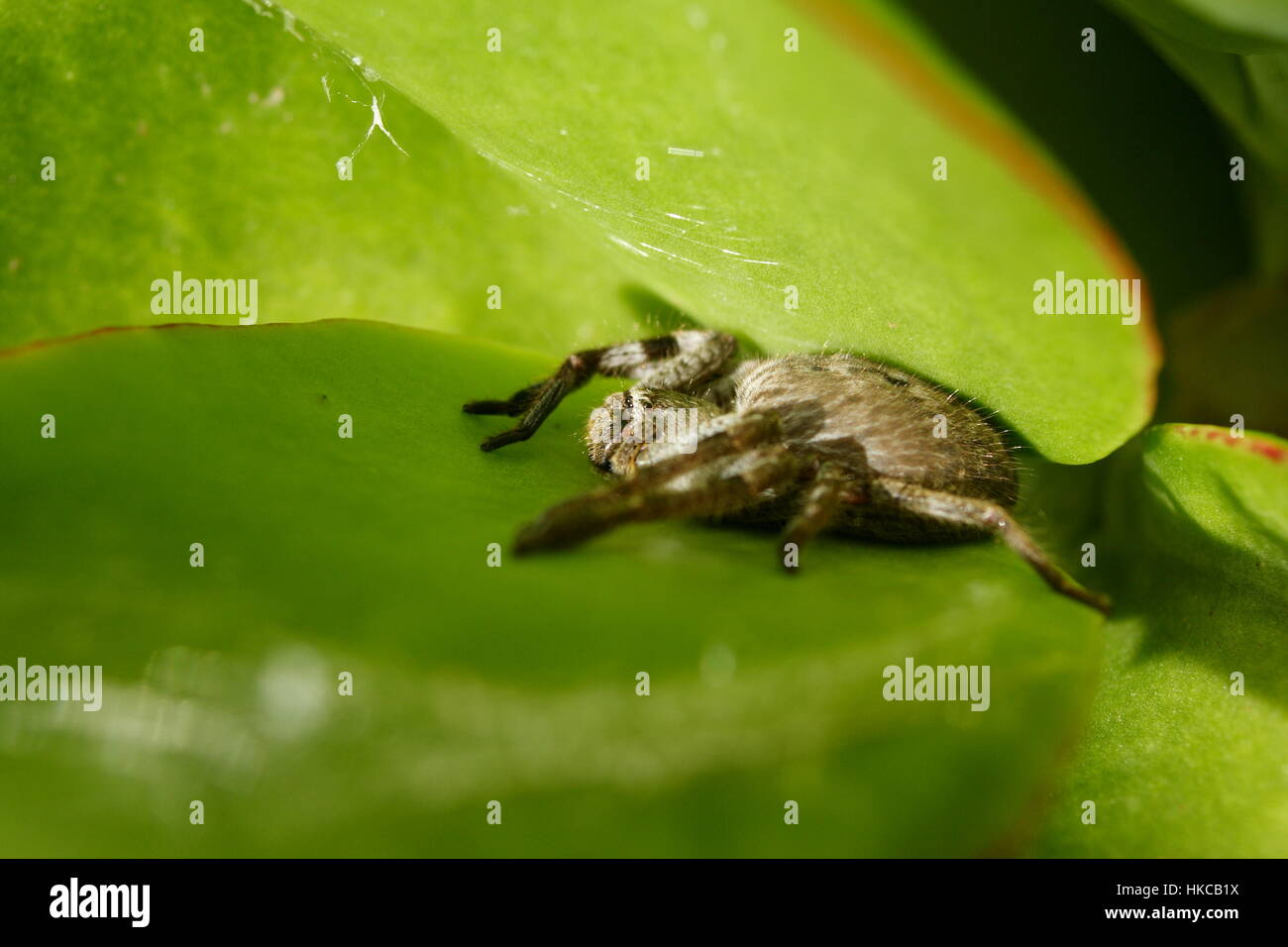 Huntsman spider hiding in Kalanchoe succulent plant Stock Photo - Alamy