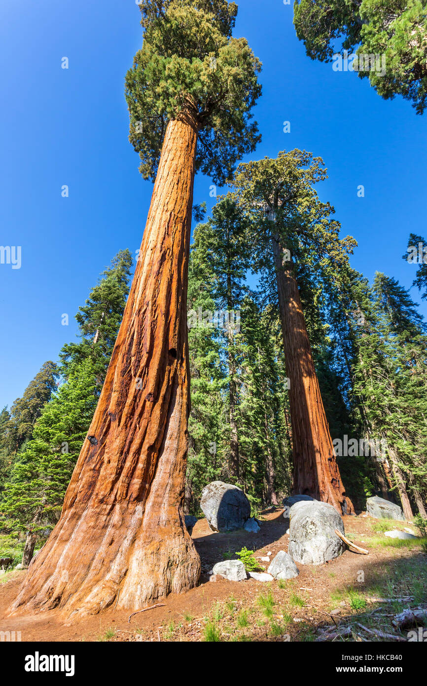 Giant Sequoia redwood trees with blue sky Stock Photo - Alamy
