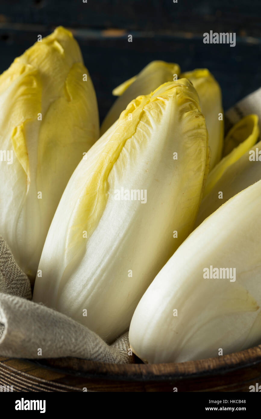 Endive Chicory Cichorium Endivia High Resolution Stock Photography and ...