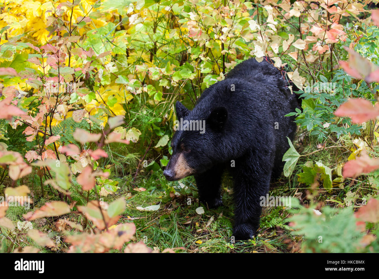 Black bear among fall foliage, Southcentral Alaska, USA Stock Photo - Alamy