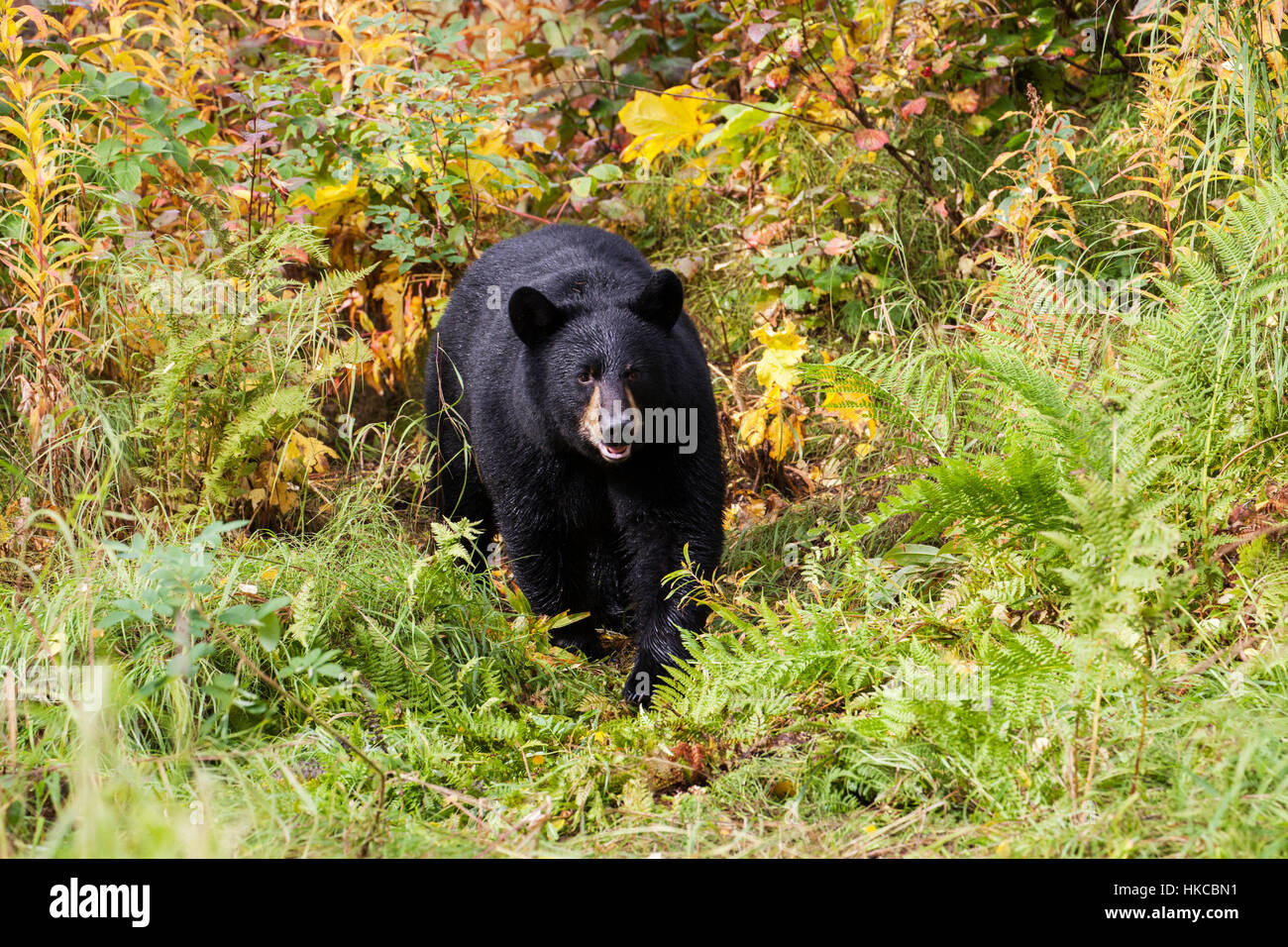 Black bear among late summer foliage, Southcentral Alaska, USA Stock ...