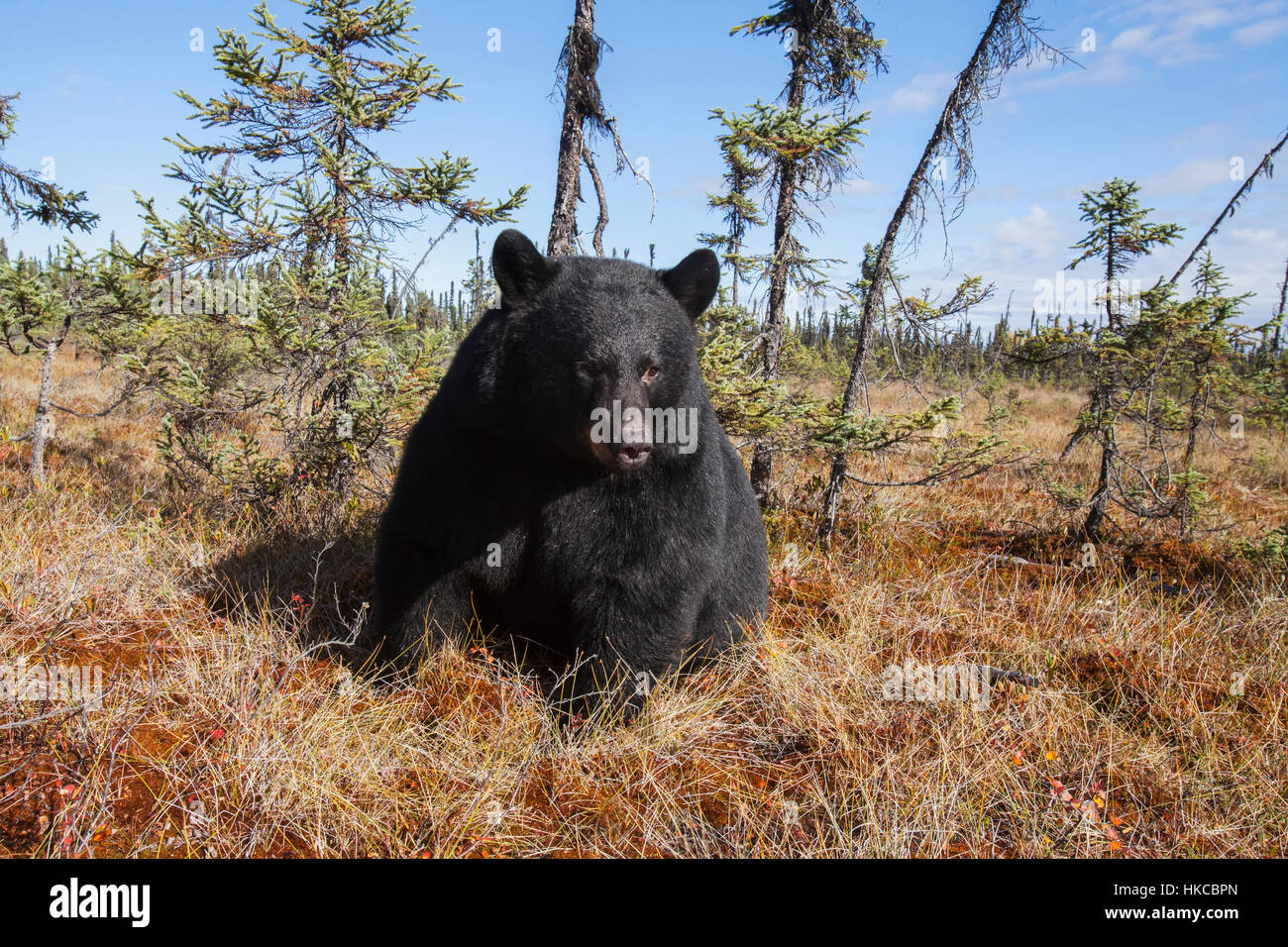 Drunken forest in alaska hi-res stock photography and images - Alamy