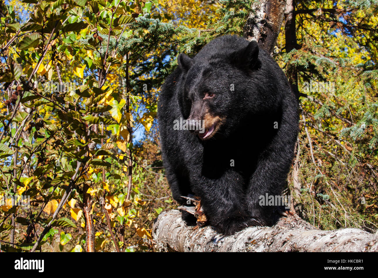 Close up of a Black bear among autumn foliage, Southcentral Alaska, USA ...