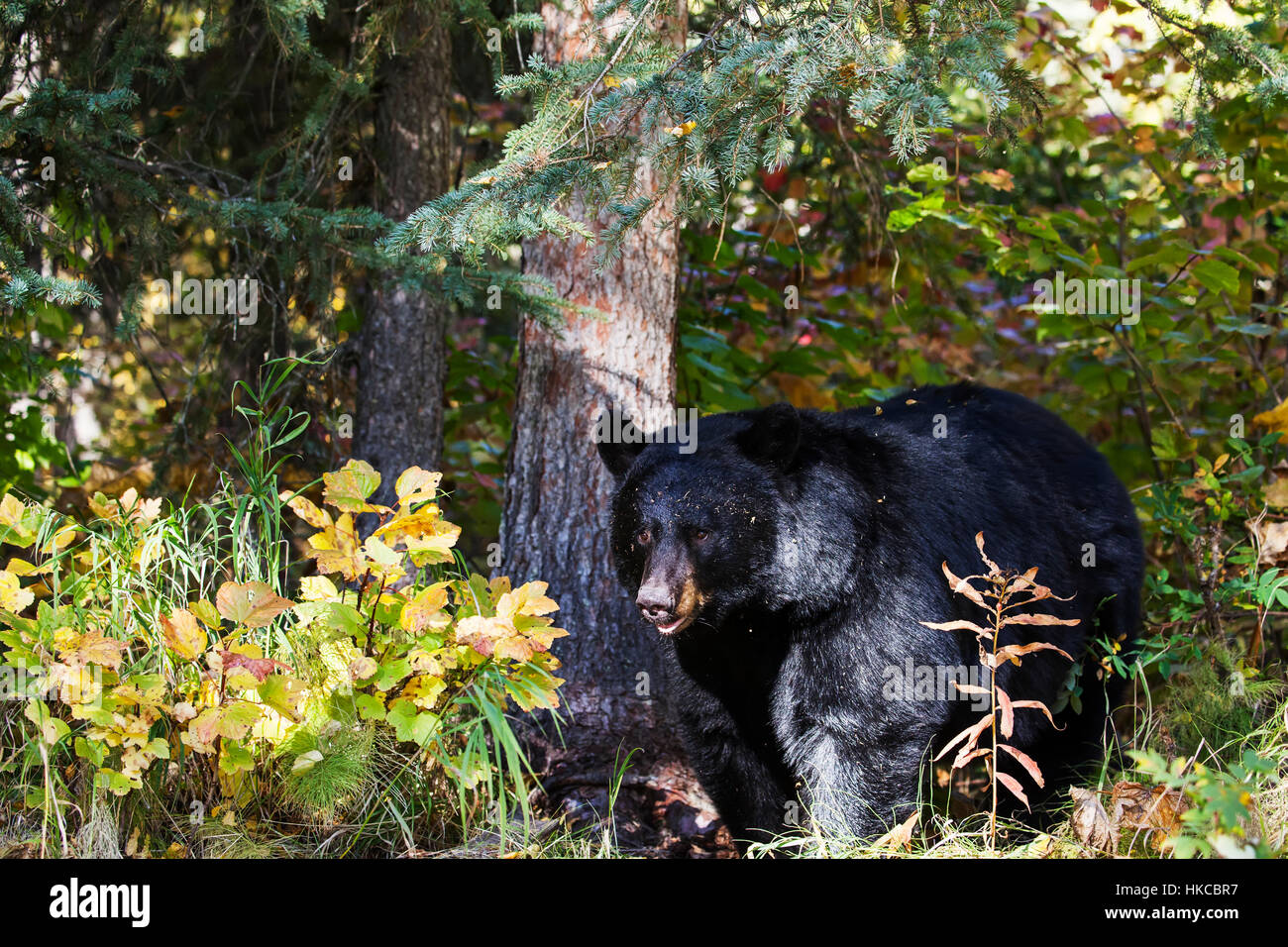 Close up of a Black bear among autumn foliage, Southcentral Alaska, USA ...
