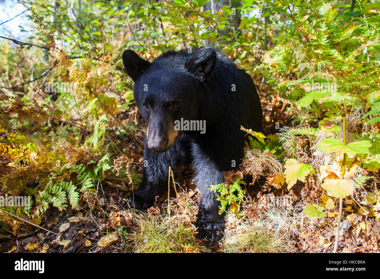 Black bear among autumn foliage, Southcentral Alaska, USA Stock Photo ...