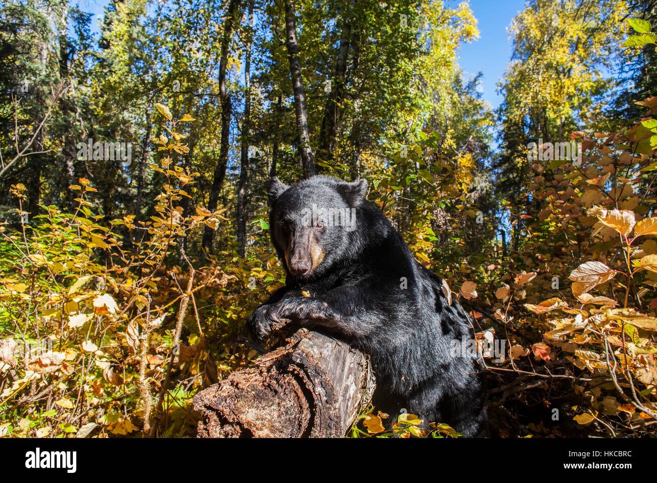 Black bear among autumn foliage, Southcentral Alaska, USA Stock Photo ...