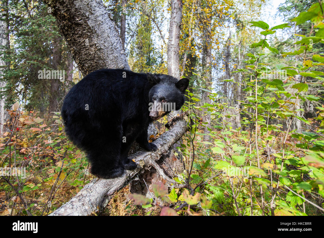 Adult Black bear balanced on a log, Southcentral Alaska, USA Stock ...