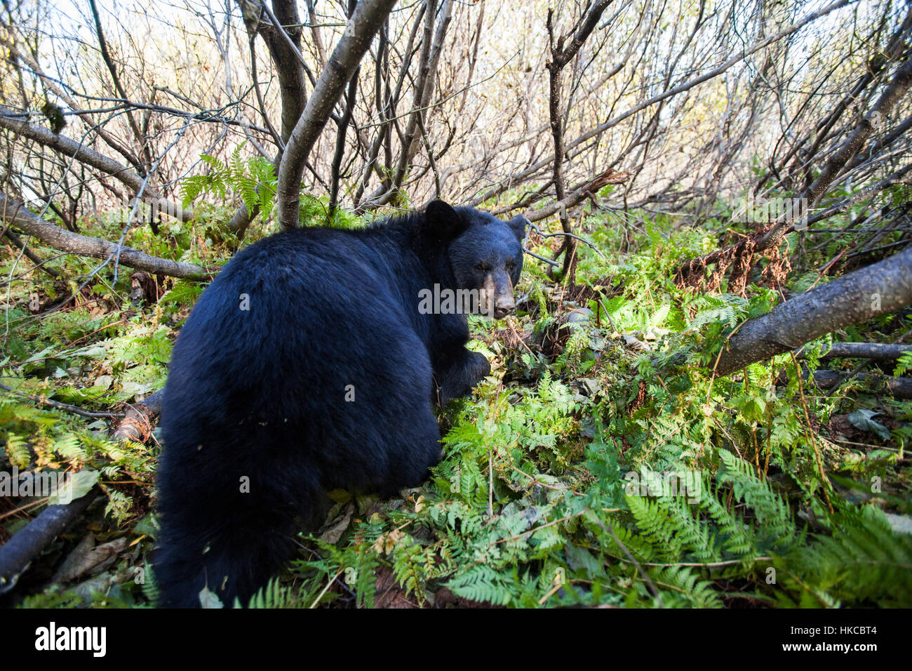 Adult Black bear among understory foliage, Southcentral Alaska, USA ...