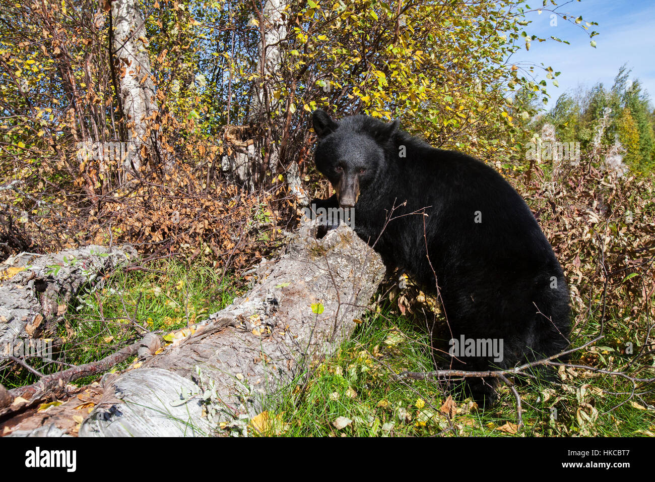 Adult Black bear among autumn foliage, Southcentral Alaska, USA Stock ...