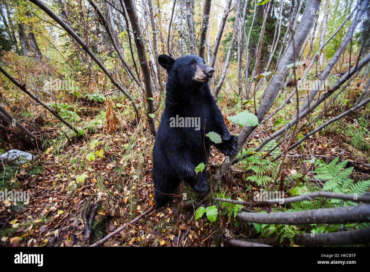 Adult Black bear in a forest among autumn foliage, Southcentral Alaska ...