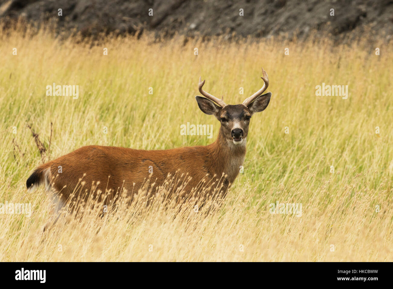 CAPTIVE: Sitka Black-tailed deer at the Alaska Wildlife Conservation ...