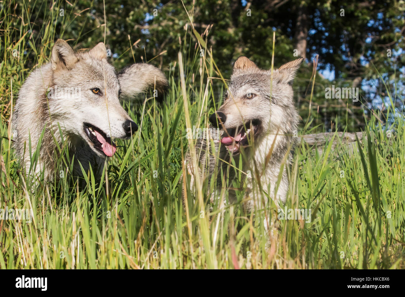 CAPTIVE: Yearling Gray wolf and younger pup at the Alaska Wildlife ...