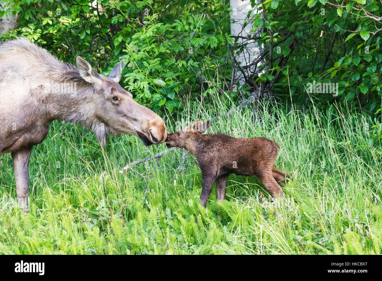 Close up of cow moose touching noses with her calf, Kincaid Park ...