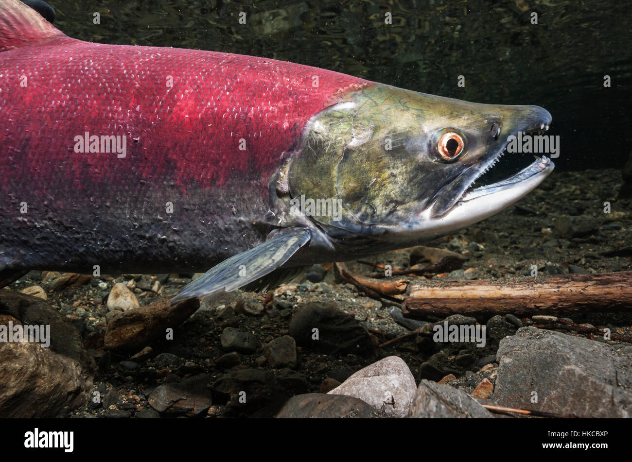 Underwater view of a female sockeye salmon in Power Creek near Cordova ...