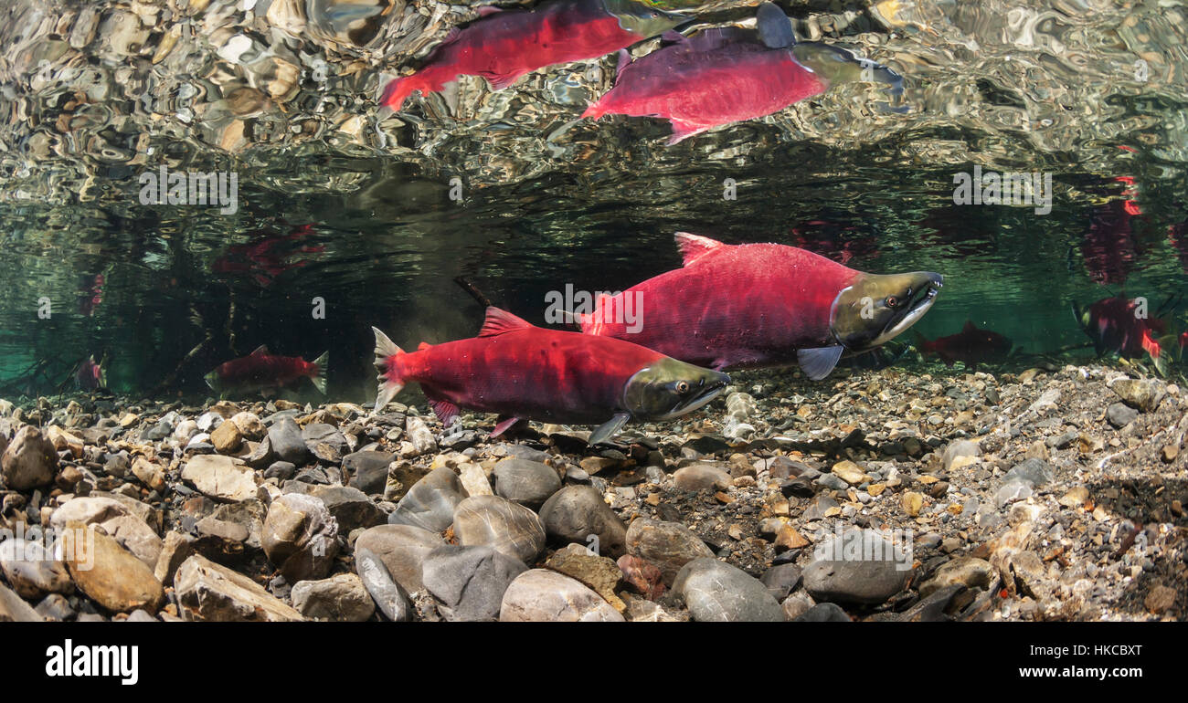 Alaska wild salmon underwater hi-res stock photography and images - Alamy