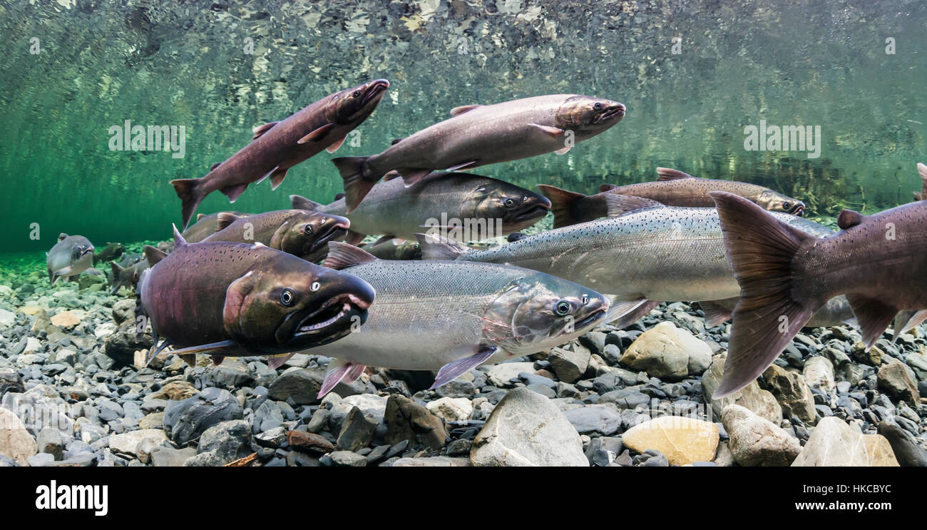 Salmon swimming underwater hi-res stock photography and images - Alamy
