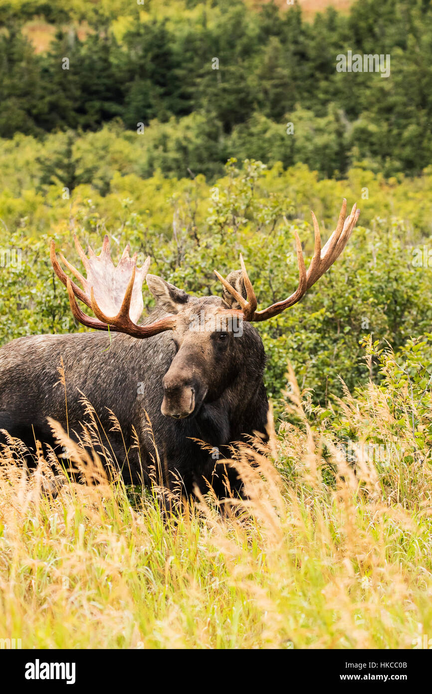 Moose side view hi-res stock photography and images - Alamy