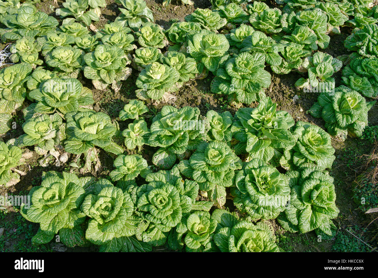 Vegetable Garden Gardens In Village High Resolution Stock Photography ...