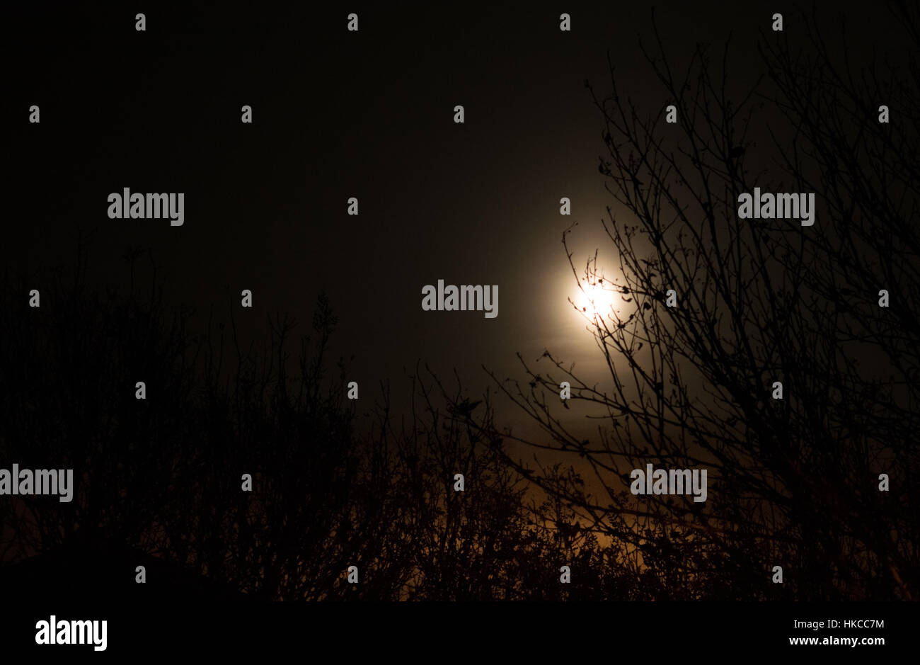 Super moon on the night sky behind branches of the tree Stock Photo - Alamy