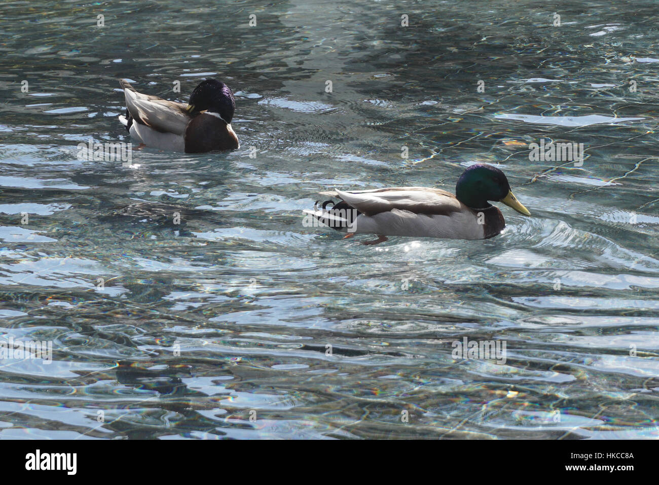 A pair of Mallard Ducks in a pond Stock Photo - Alamy