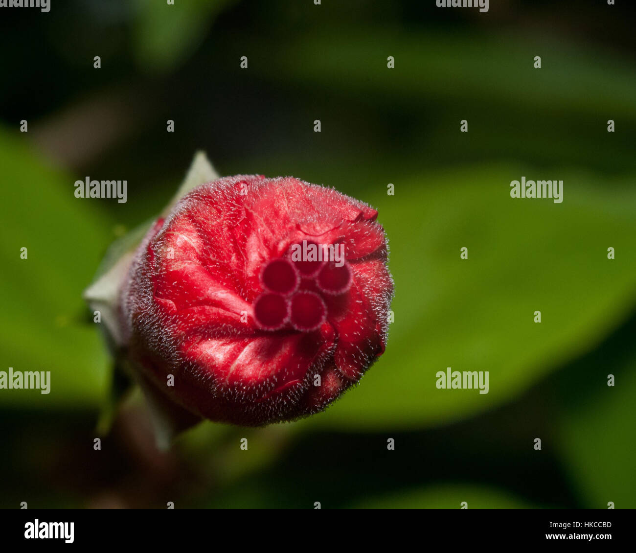 Tropical Hibiscus flower sprouting Stock Photo - Alamy