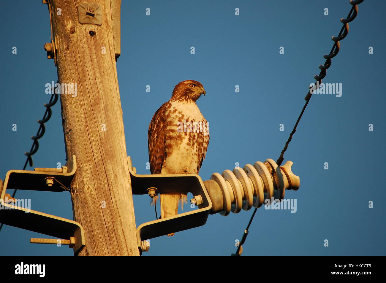 A Juvenile Red Tail Hawk enjoying the power lines during the golden ...