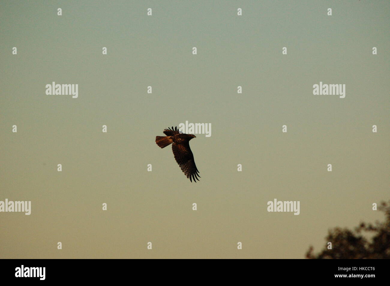 hawk flying in the sky Stock Photo - Alamy