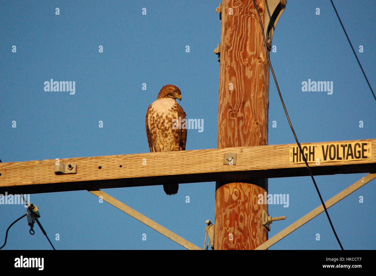A Juvenile Red Tail Hawk enjoying the power lines during the golden ...